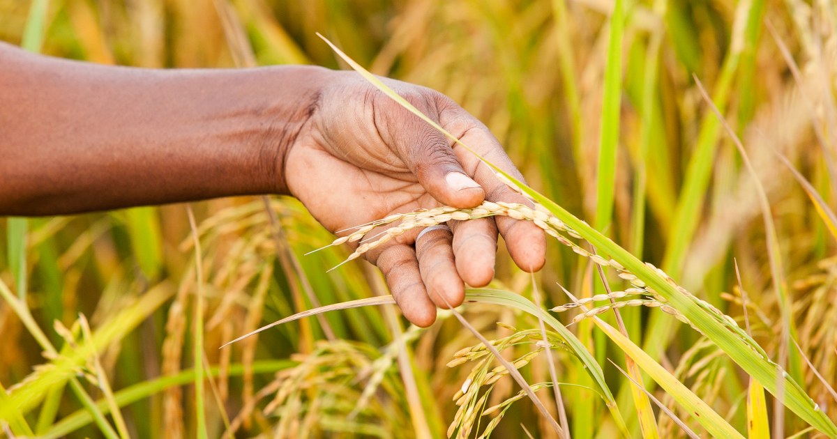 Sud-Kivu et Tanganyika: professionnaliser la riziculture avec PICAGL ...