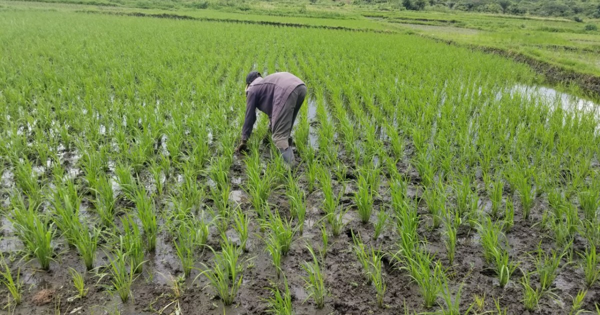 Professionnalisation de la riziculture au Tanganyika : le chemin ...
