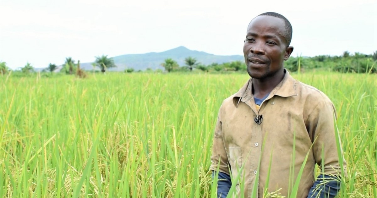 Farmer field schools at the service of sustainable rice | Rikolto in DR ...