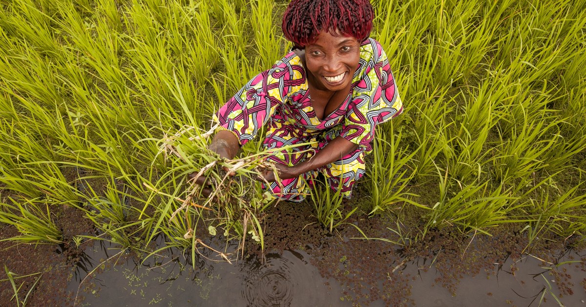 Farmers’ organisations to roll out SRP standard for sustainable rice ...