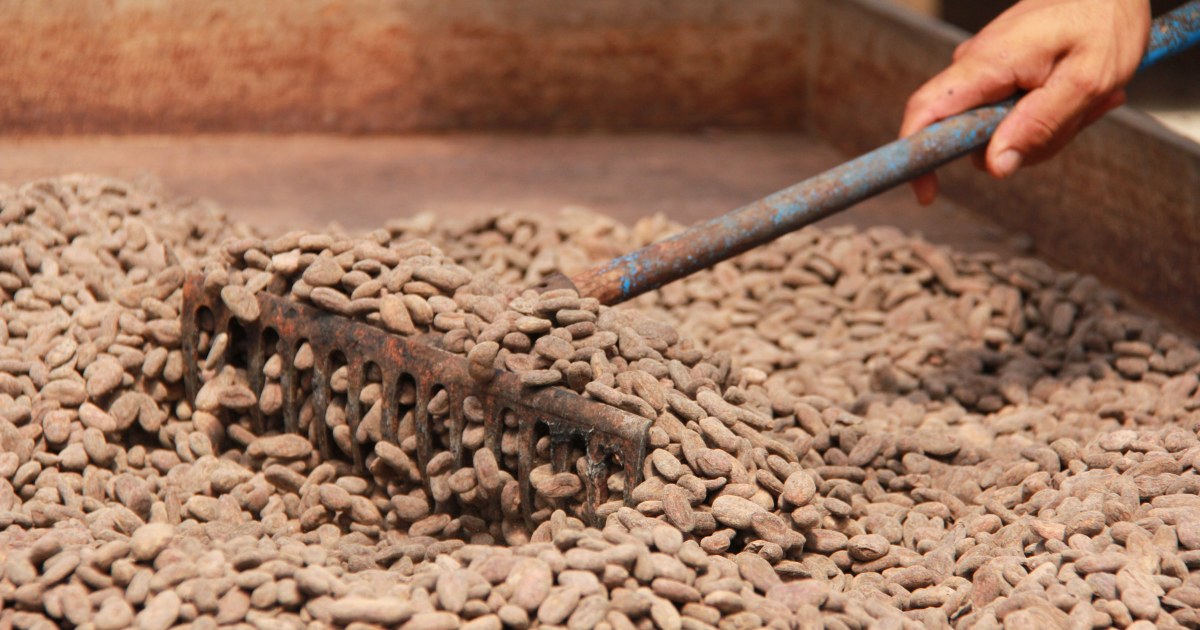 Fortaleciendo la Cadena de Valor de Cacao de Calidad en Olancho ...