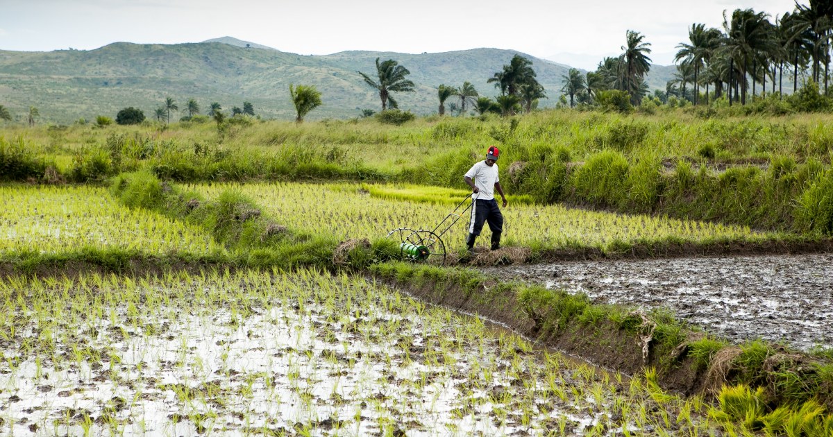 Les riziculteurs congolais à la conquête du marché local | Rikolto in ...
