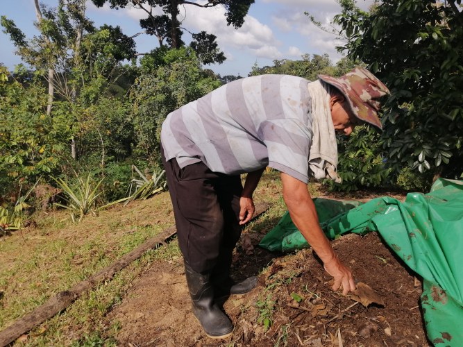 Una Guía Para Crecer En El Cultivo De Cacao Las Buenas Prácticas De